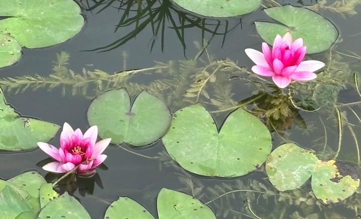 windows下qemu的安装与使用 - 知乎