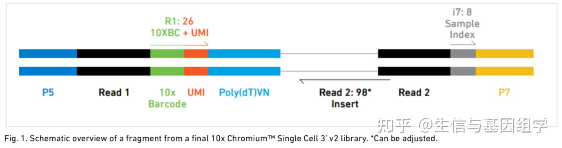 单细胞RNA测序（scRNA-seq）SRA数据下载及fastq-dumq数据拆分 - 知乎