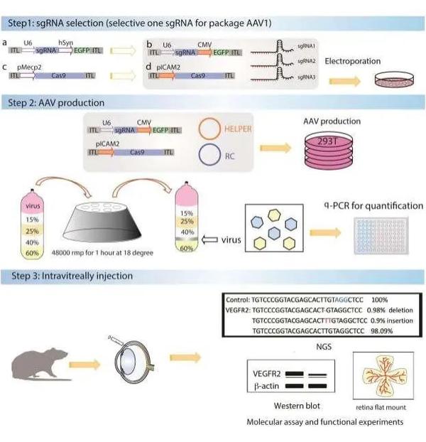 【科研实用宝典】AAV在血管内皮细胞中的应用 - 知乎