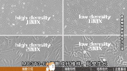 MC3T3-E1细胞培养，小鼠胚胎成骨细胞前体细胞培养攻略-丰晖生物 - 知乎