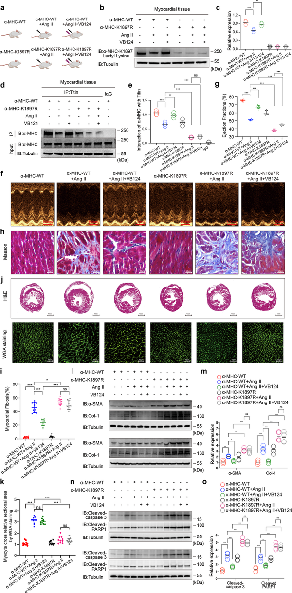 Cell Res | 乳酸化修饰组学揭示心力衰竭新机制及潜在治疗靶点 - 知乎
