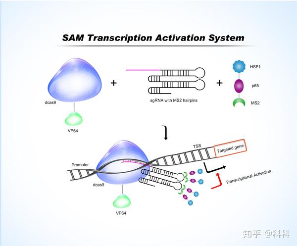 【科普】99%的人不知道的CRISPR奥秘 - 知乎