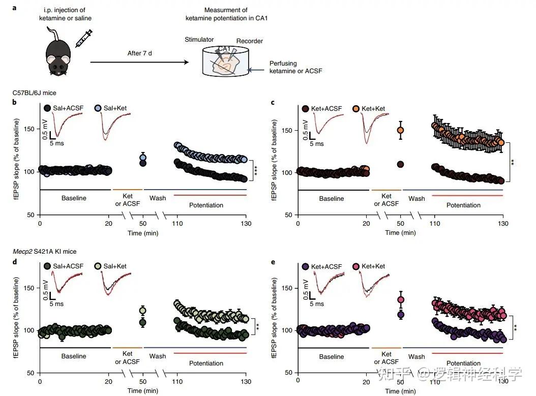 Nat Neurosci︱MeCP2磷酸化: 快速抗抑郁药的持续抗抑郁作用的分子机制 - 知乎