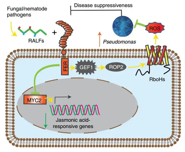 Nature Plants | 受体激酶FERONIA通过ROS信号通路调控根际微生物群落的新机制 - 知乎