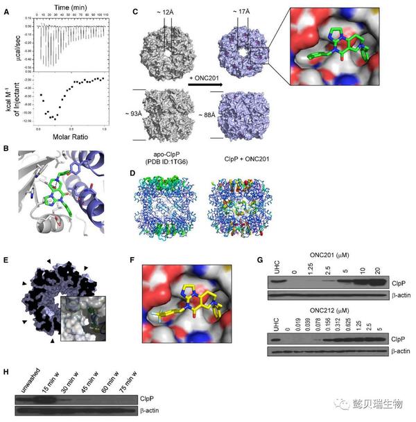 懿贝瑞生物分享：线粒体 ClpP 活化诱导癌细胞死亡 - 知乎