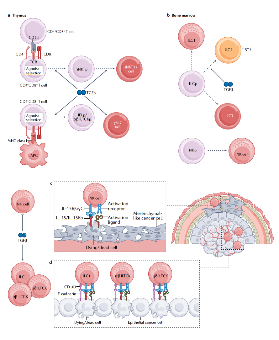 Nat Rev | TGF-β控制肿瘤免疫全景图 - 知乎