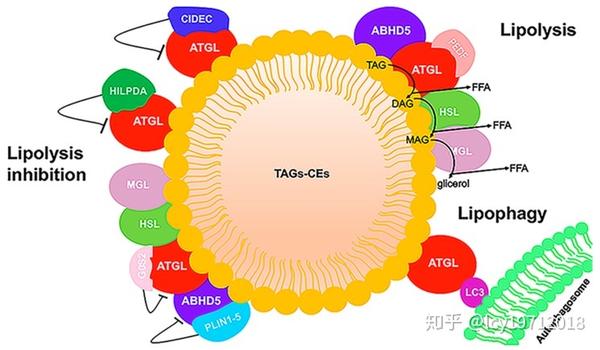 甘油三酯的分解代谢以及脂解的多种功能 - 知乎