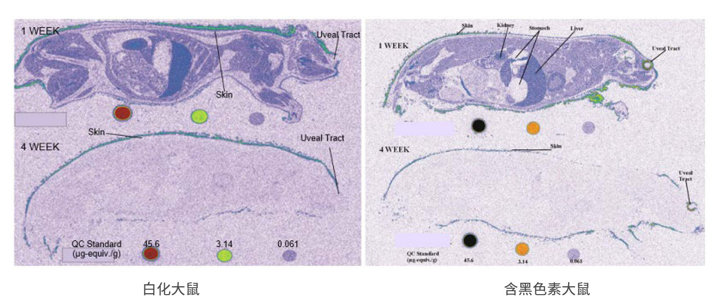 定量全身放射性自显影技术（QWBA）使组织分布实现可视化 - 知乎