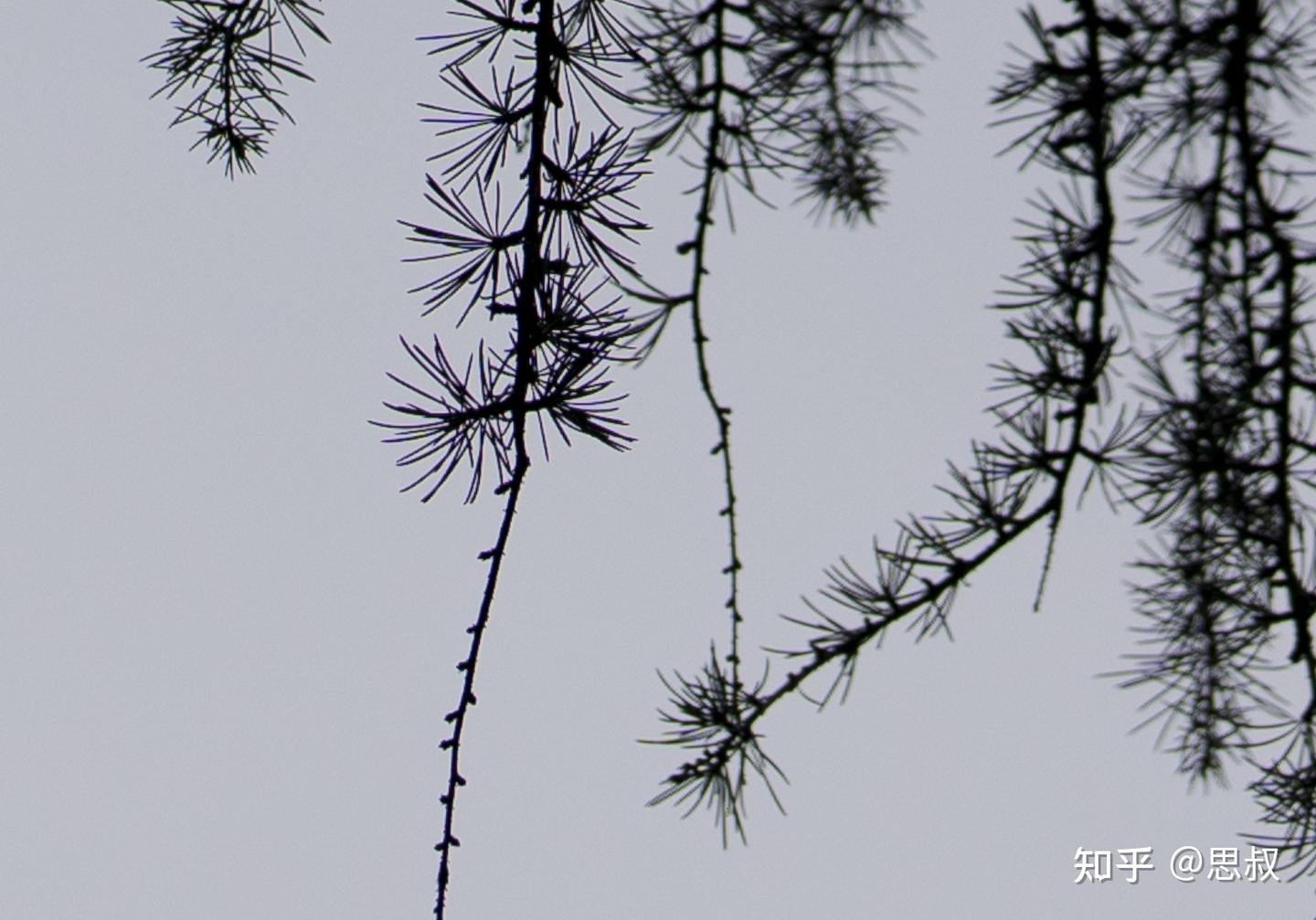 FE 50mm F1.4 GM 主观上手评测 | 实拍对比FE 50mm F1.2 GM - 知乎