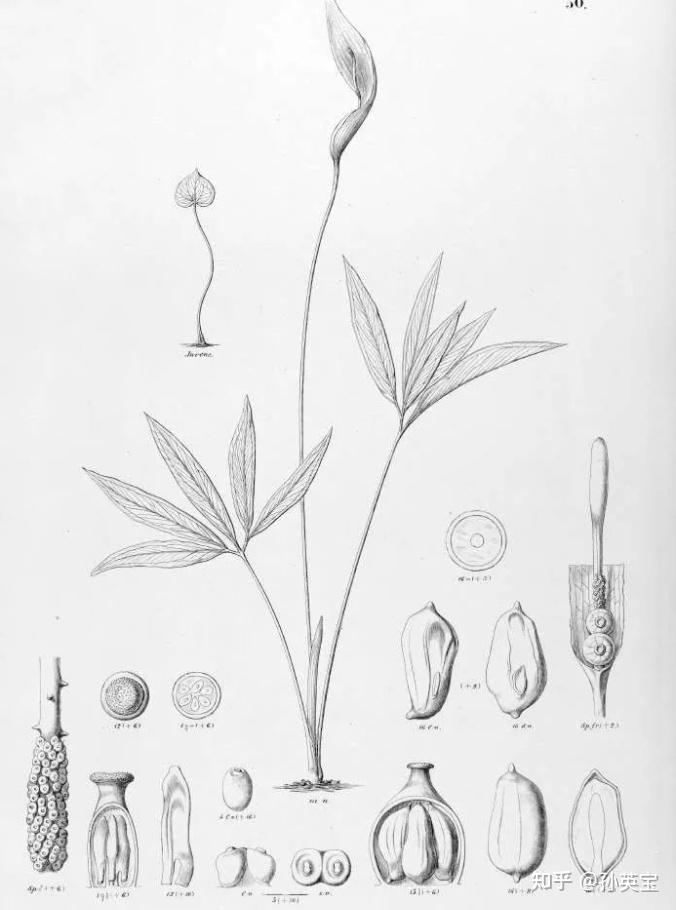 科学绘画||被子植物家族的天南星科成员（六） - 知乎