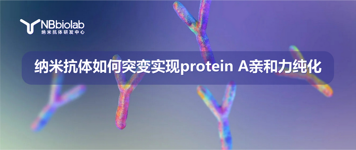 纳米抗体如何突变实现protein A亲和力纯化 - 知乎