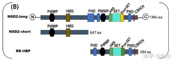 靶向组蛋白甲基转移酶NSD家族的抗肿瘤小分子抑制剂研究进展 - 知乎