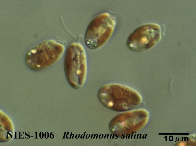 【古菌域全系列14】隐藻界Cryptista：隐于世间而影响世界 - 知乎