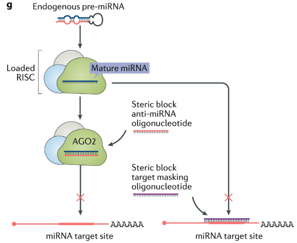 Nature Drug Delivery | Advances in oligonucleotide drug delivery - 知乎