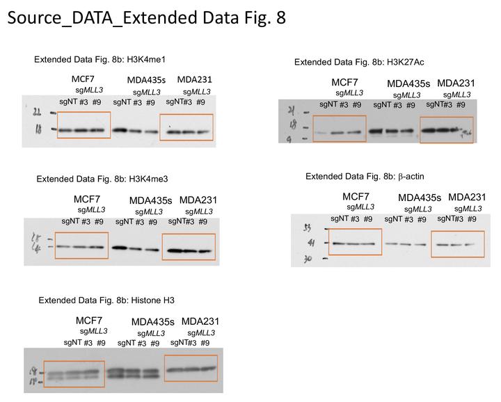 Western blot，不推荐整膜带marker的理由, 真实WB/ Western blot欢迎垂询交流~ykt3728 - 知乎