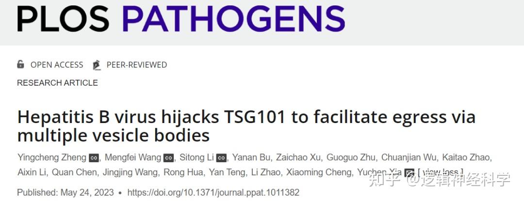 PLOS Pathog︱病毒学国家重点实验室夏宇尘课题组揭示乙肝病毒通过多泡体出胞的分子机制 - 知乎