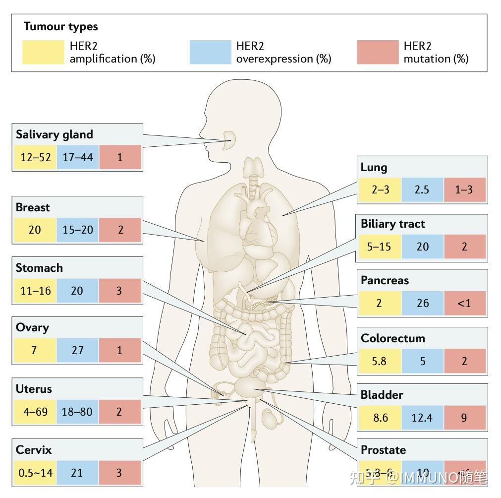 HER2，肿瘤免疫治疗热门靶点 - 知乎