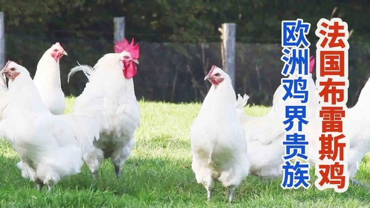 “鸡中贵族”布雷斯鸡 The Nobility of Chicken ~ Poulet de Bresse （之八） - 知乎