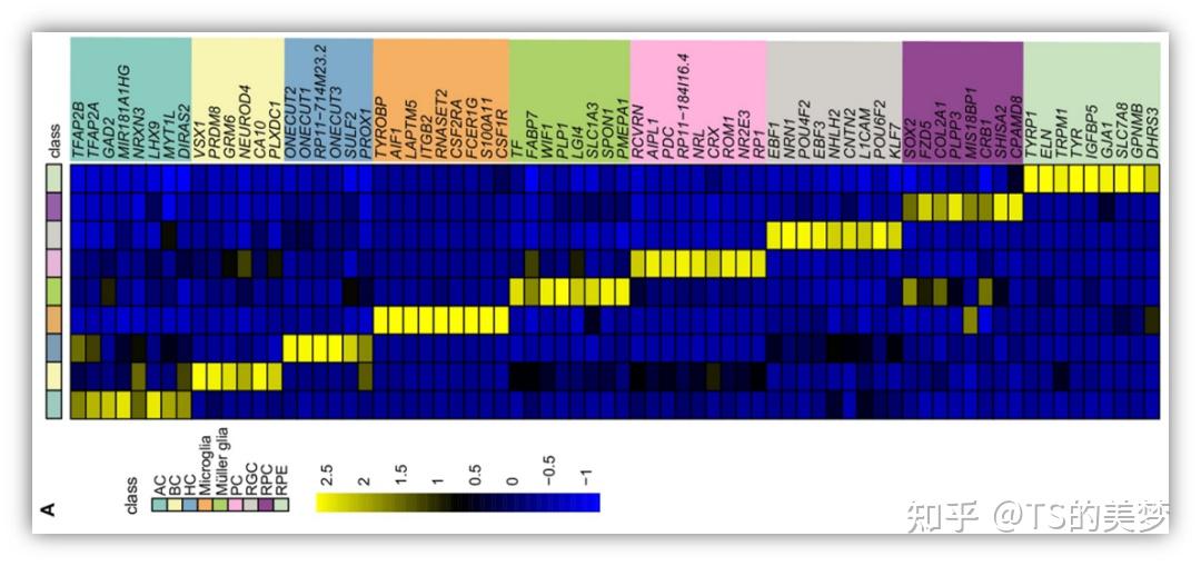 单细胞marker基因平均表达量热图 - 知乎