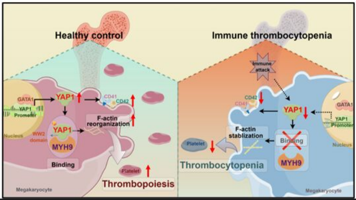 Blood | 发现YAP1是一个有希望的治疗免疫性血小板减少症的靶点！ - 知乎