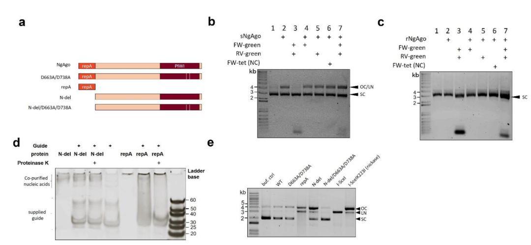 中、美科学家两篇最新论文表明NgAgo确实有基因编辑能力，韩春雨老师研究的NgAgo可在原核生物上基因编辑 - 知乎