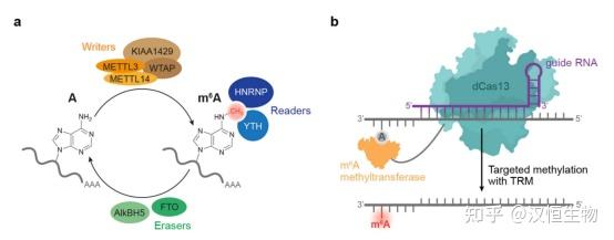CRISPR-Cas系统的RNA编辑神器——Cas13 - 知乎