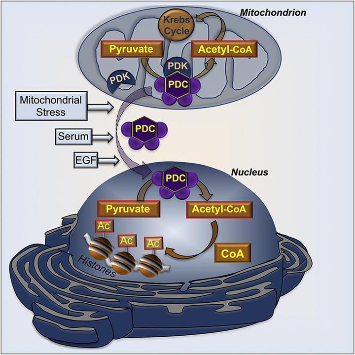 PDCD丙酮酸脱氢酶复合物缺乏症：碳水化合物代谢紊乱的线粒体疾病 - 知乎