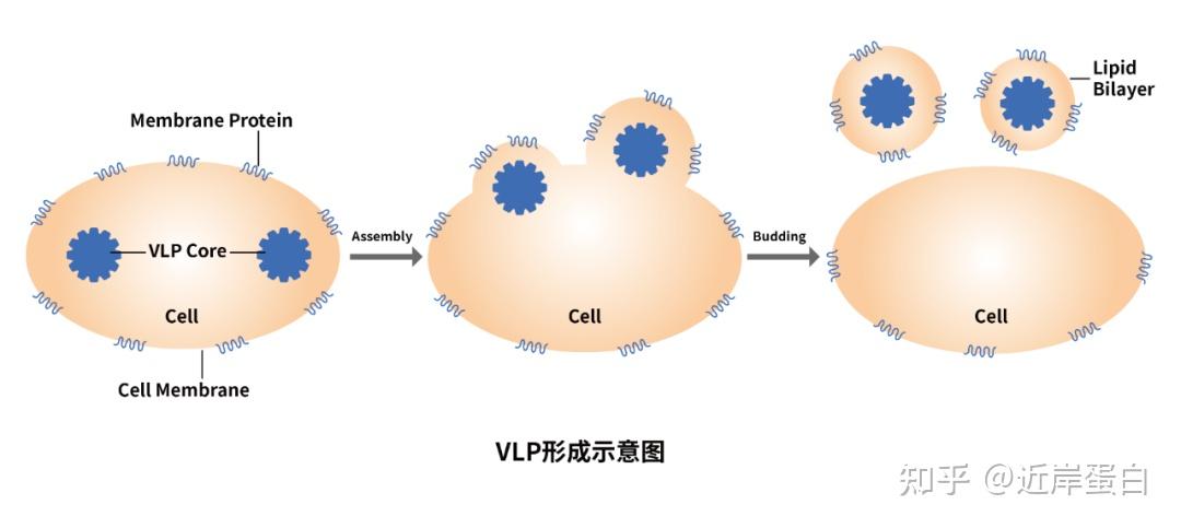 NaPi2b：下一个热门靶点，还是临床瓶颈？ - 知乎