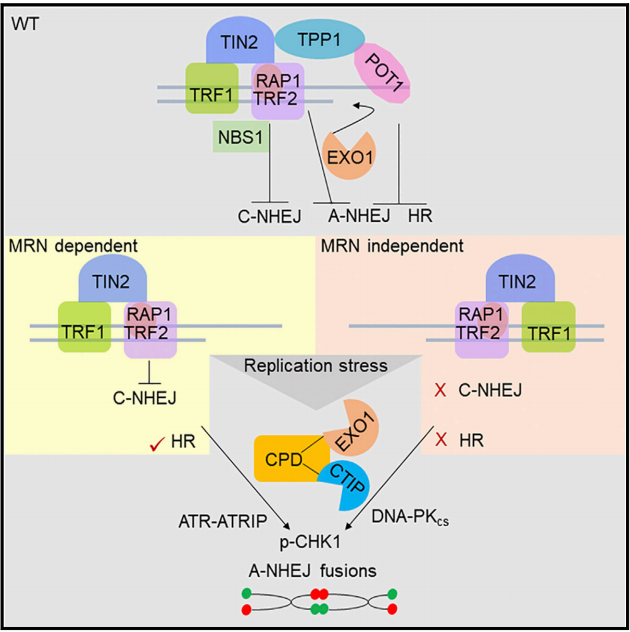 【文献翻译】复制体独立于MRN功能介导POT1-TPP1缺失端粒的A-NHEJ修复 - 知乎