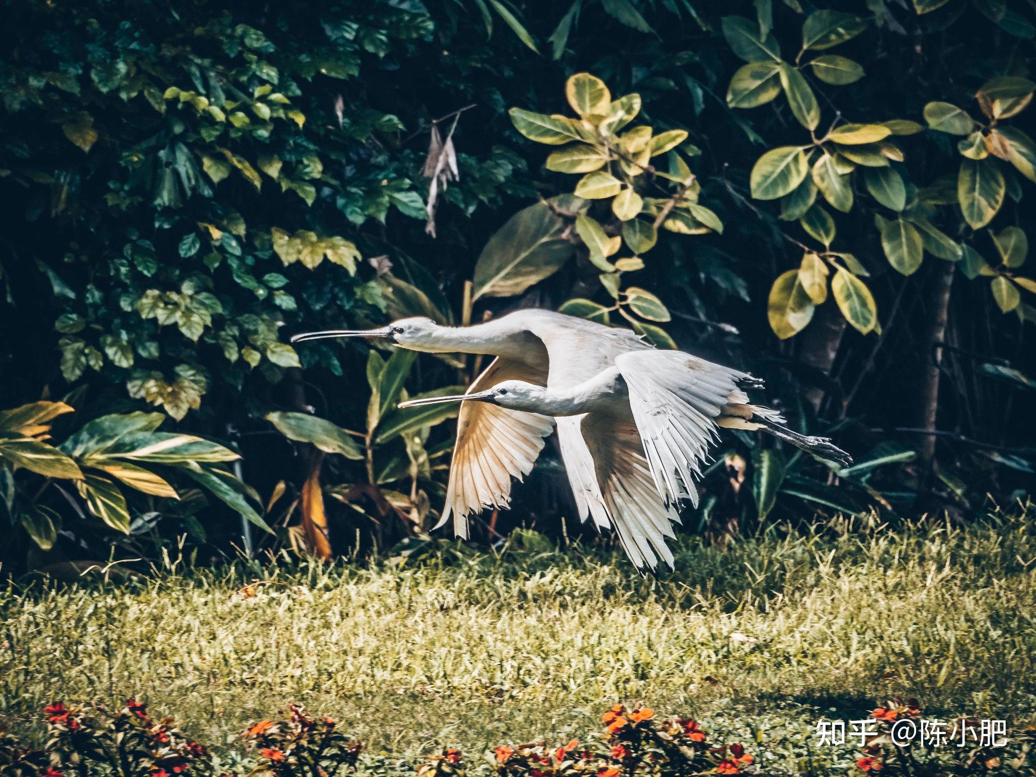 骁勇轻骑——奥林巴斯75-300 ii使用体验 - 知乎