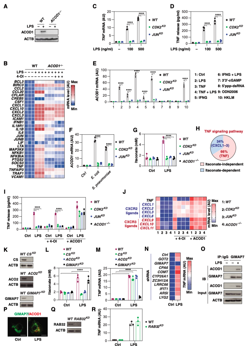 Science子刊丨脓毒症新靶点CDK2-ACOD1 - 知乎