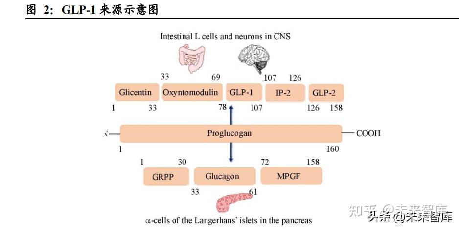 医药行业GLP~1专题报告：“成熟应用+口服”刺激扩容 - 知乎