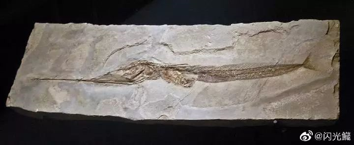 蒙特波卡：始新世的海洋之窗（1）（作者：达达） - 知乎