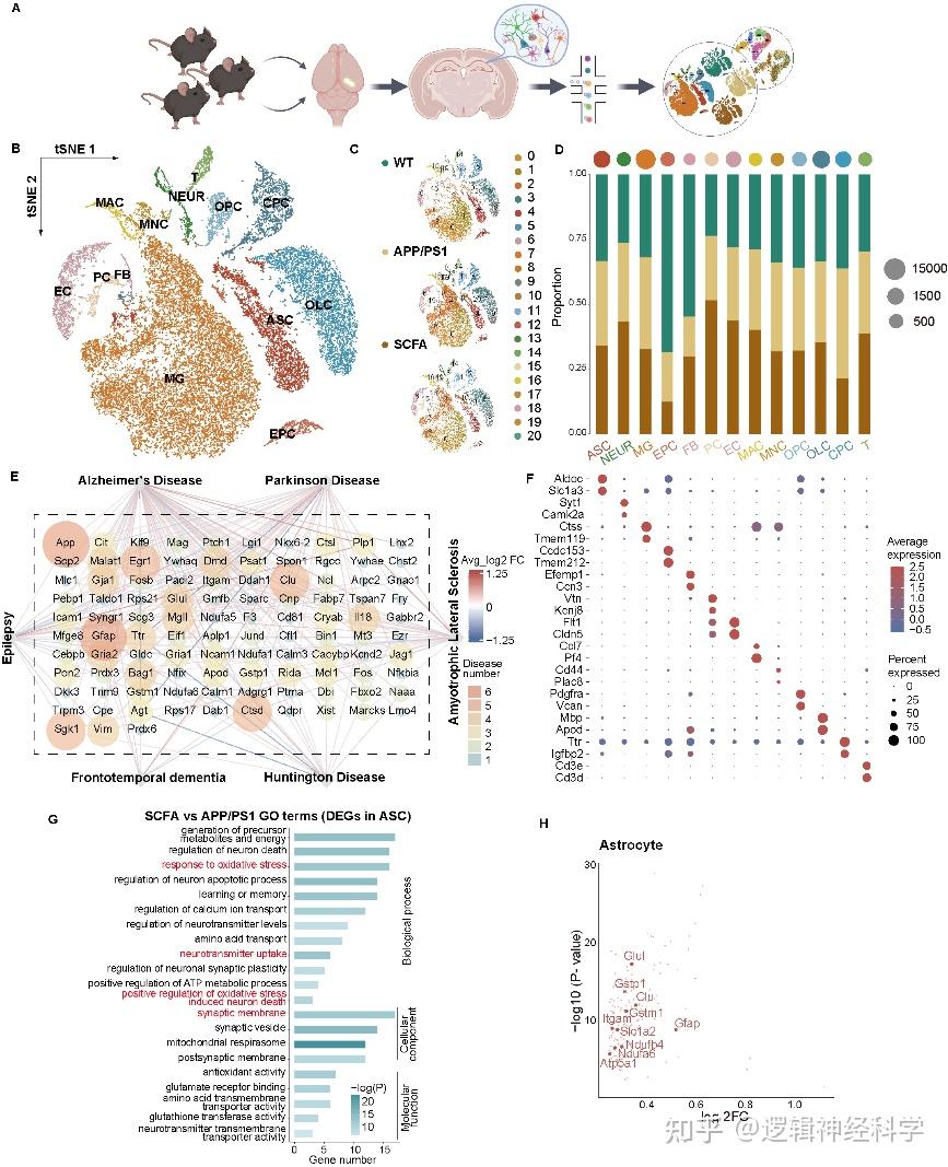 Redox Biol︱中科院施一/王军/王奇慧团队揭示短链脂肪酸促进星形胶质细胞-神经元代谢偶联缓解阿尔茨海默病 - 知乎