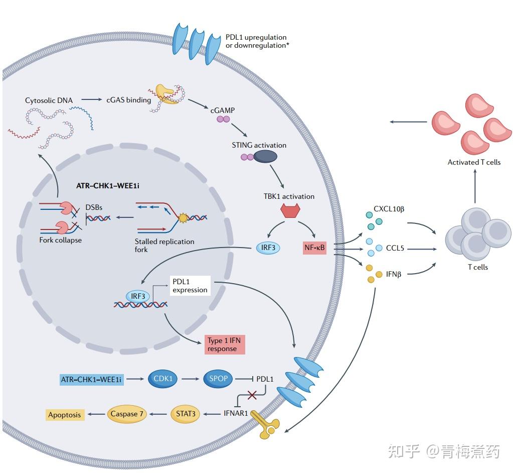 Nature Reviews | 靶向免疫应激用以抗肿瘤治疗 - 知乎