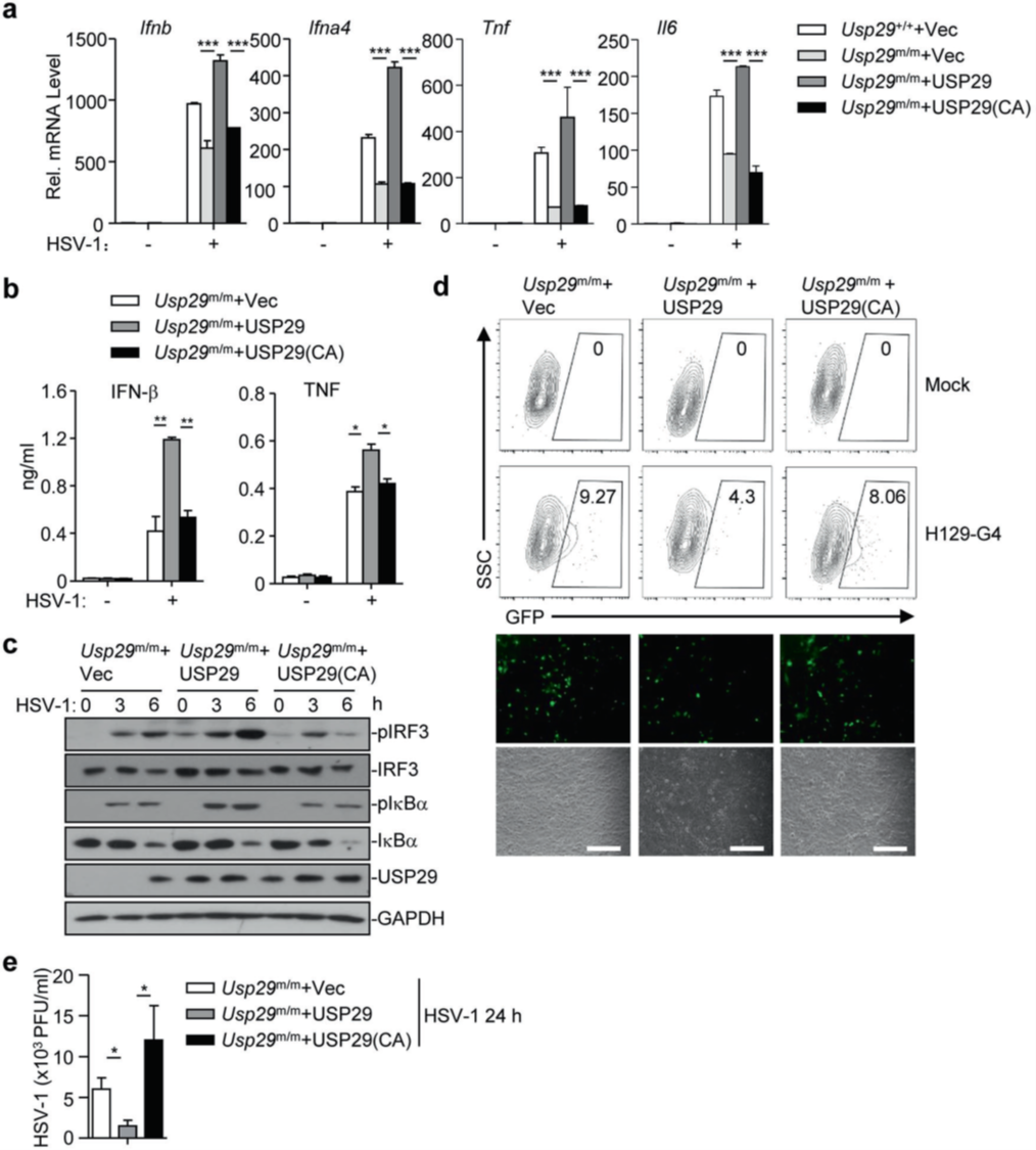 USP29维持cGAS的稳定性并促进细胞的抗病毒反应和自身免疫力 - 知乎