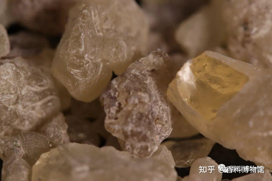 达玛脂与笃耨香，关于龙脑香科的简单介绍。 - 知乎