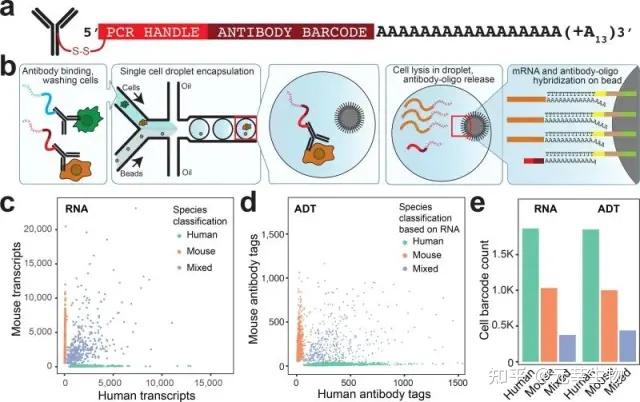 技术介绍 | 单细胞CITE-seq：同时检测单细胞转录本和表面蛋白 - 知乎