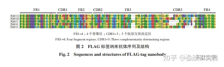 FLAG标签纳米抗体的筛选、表达及验证 - 知乎