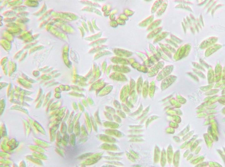 Microphyt 推出微藻来源原料，主打情绪和肠道健康 - 知乎