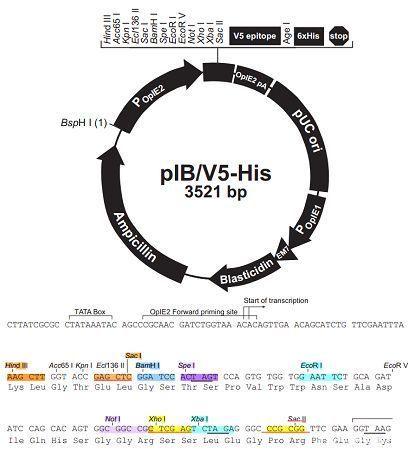 实验技能丨双分子荧光互补-BiFC技术详解 - 知乎