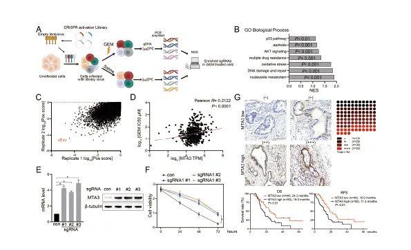 慢病毒系列|让你“随心所欲”调控基因（CRISPR/Cas9文库篇） - 知乎