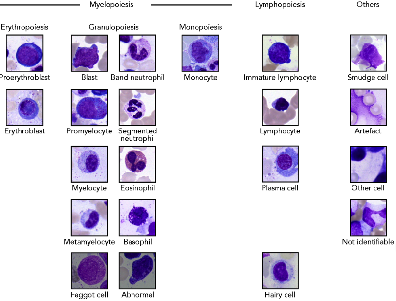 Bone Marrow Cytomorphology 骨髓细胞形态学分类数据集介绍 - 知乎