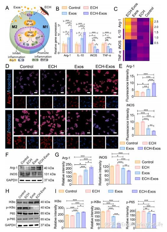 《Bioact. Mater.》：外泌体负载导电神经敷料促进神经再生、缓解神经损伤疼痛 - 知乎