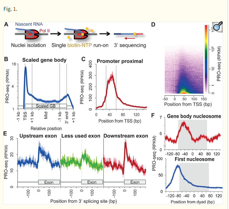 pro-seq analysis - 知乎