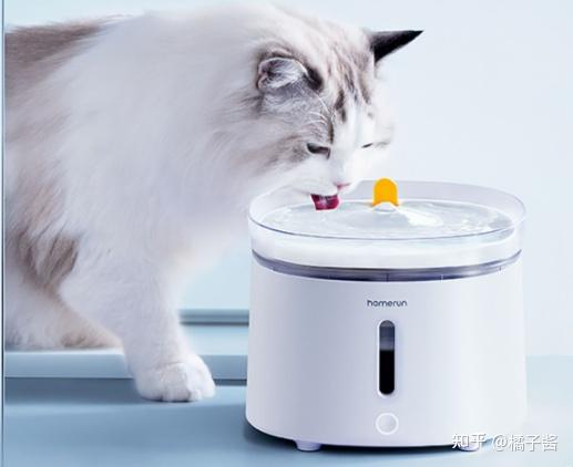 宠物饮水机怎么选？哪个牌子的猫咪饮水机值得入手？2024年猫咪饮水机选购推荐！
