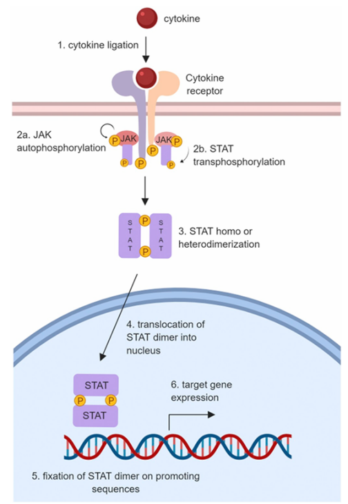 瑞孚迪均相检测试剂：基于JAK-STAT通路的自免药物高通量筛选解决方案_化工仪器网