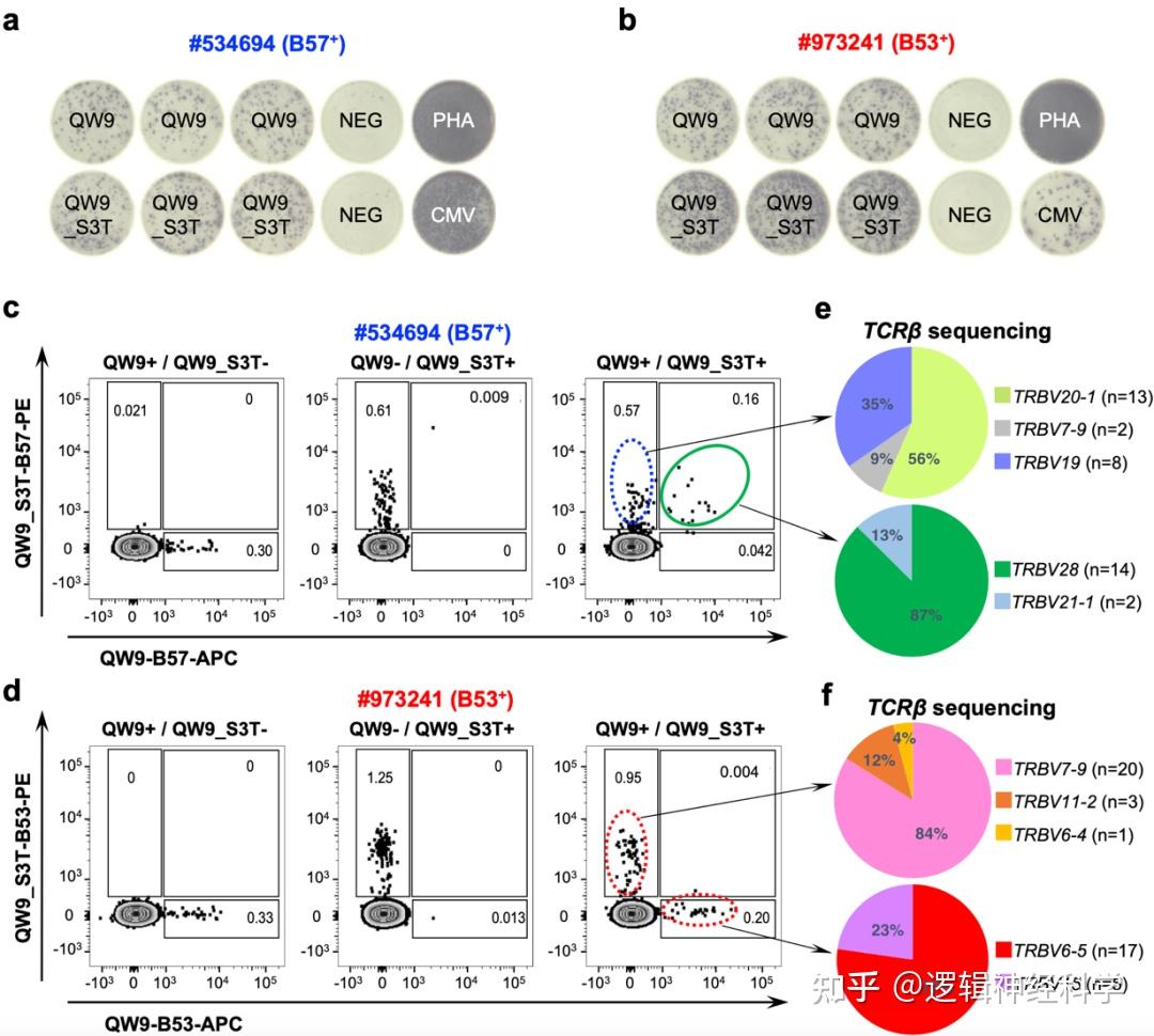 Nat Commun︱李小龙/Bruce Walker等揭示不同HLA限制性TCR识别同一HIV抗原表位差异性的分子基础 - 知乎