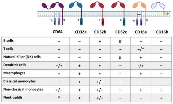 增强NK细胞ADCC的重要蛋白—CD16a - 知乎