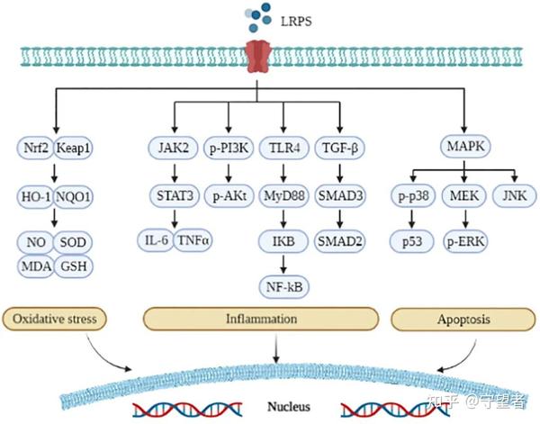 Carbohydrate Polymers综述：黑果枸杞多糖分离、结构和生物活性 - 知乎